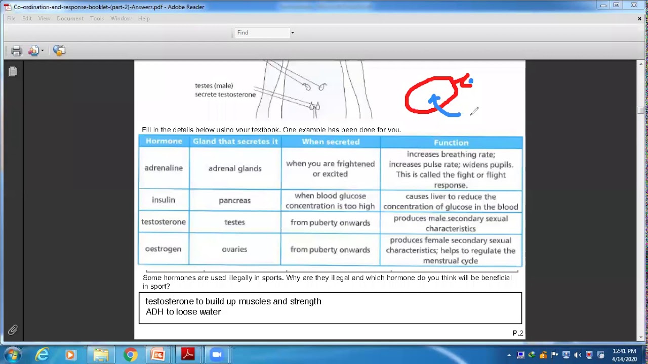 Endocrine system and Homeostasis IGCSE - YouTube