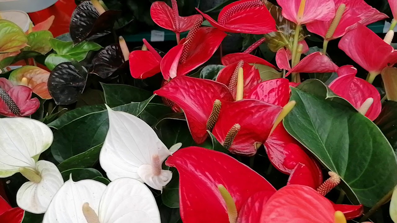 Anthurium andreanum various colors - YouTube