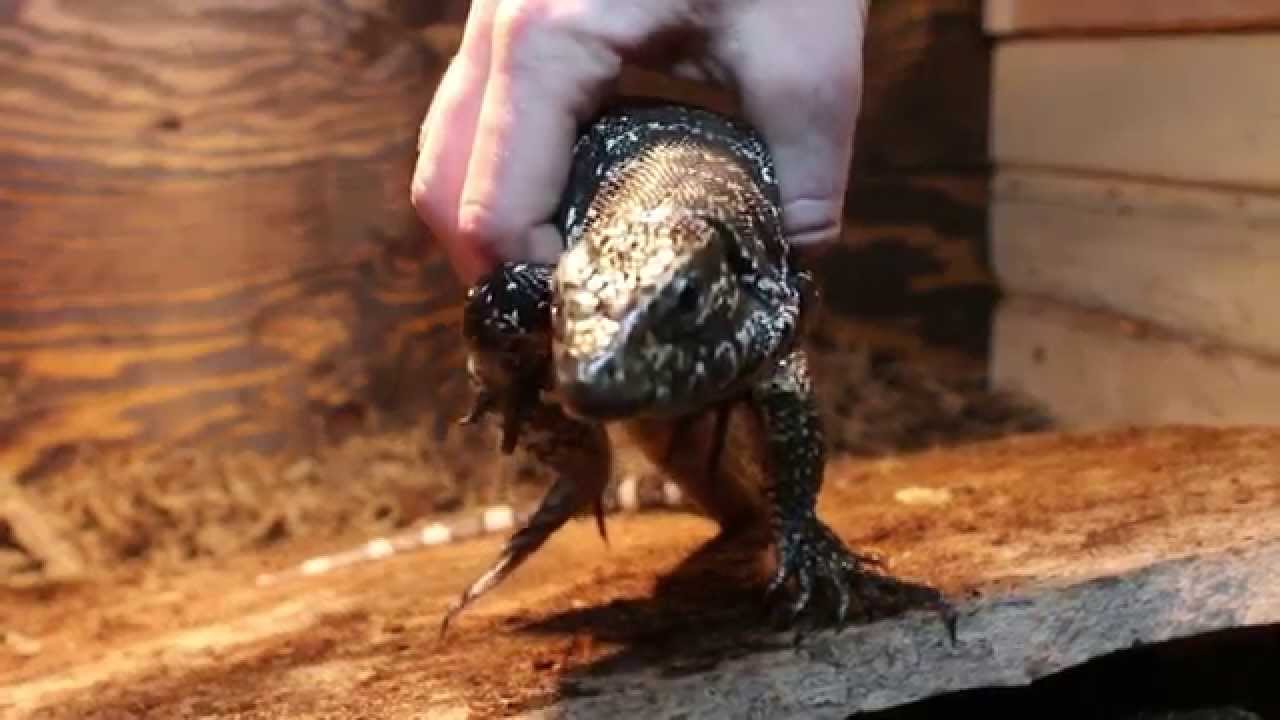 Reptile Room: Monitors, tegu, tortoise and frogs - YouTube