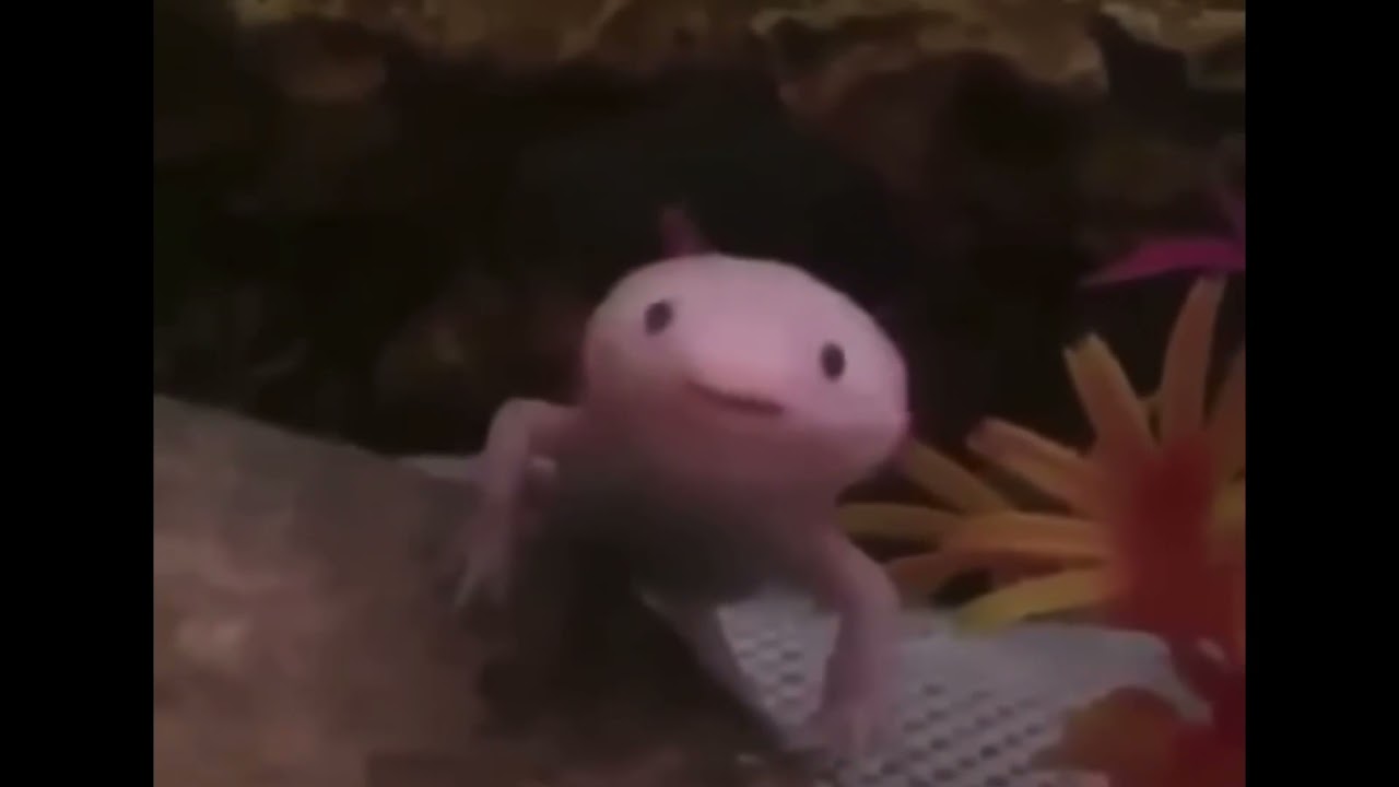 Screaming Axolotl - YouTube