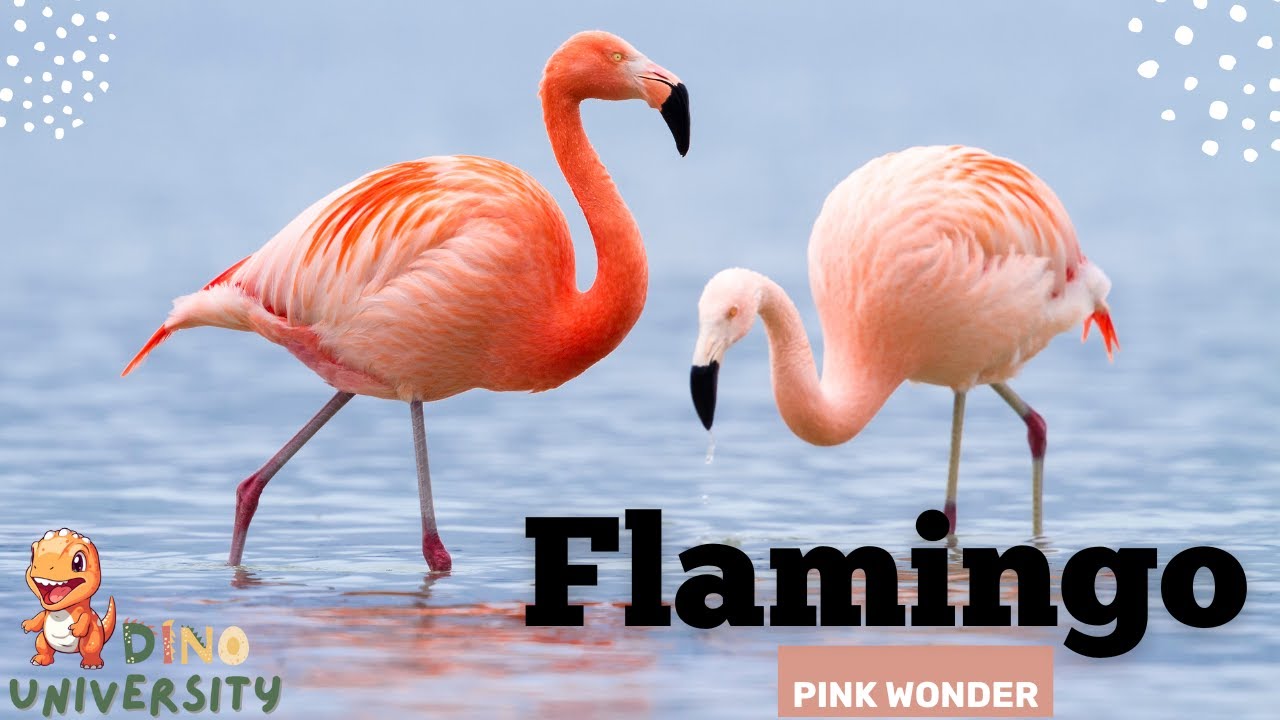 Why Flamingos Are Pink: The Science Explained - YouTube