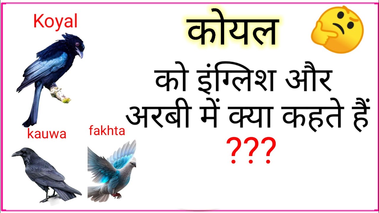 Koyal Ko Arabi Mein Kya Kahate Hain Koyal Ko English Mein Kya Kahate koyal-ko-arabi-mein-kya-kahate-hain-koyal-ko-english-mein-kya-kahate