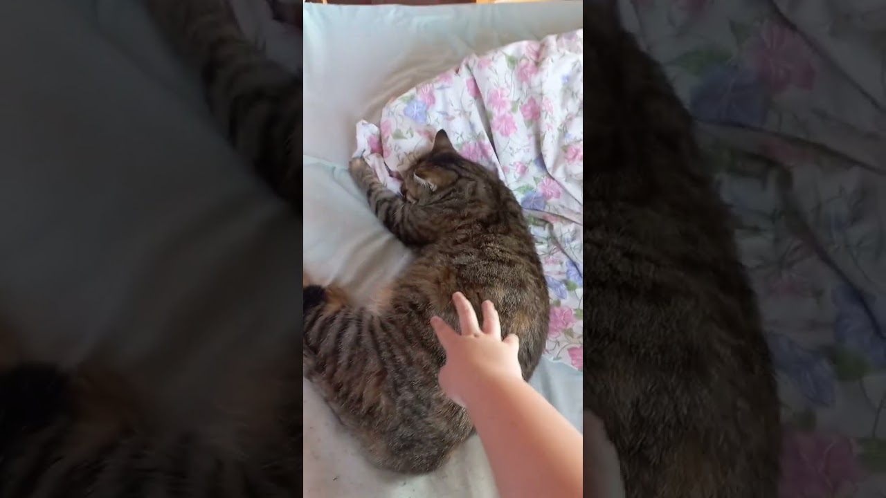 voici mon chat miaou - YouTube