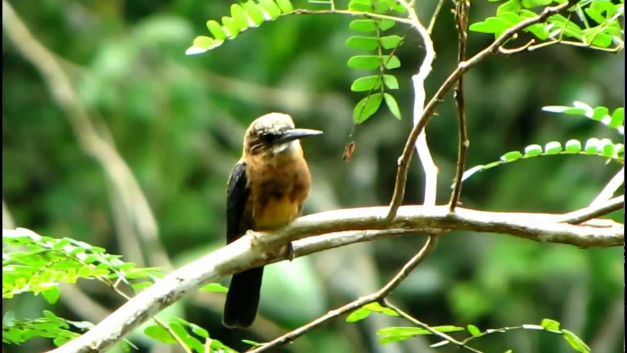 Brown Jacamar - Brachygalba lugubris - Amazonia Birding - YouTube