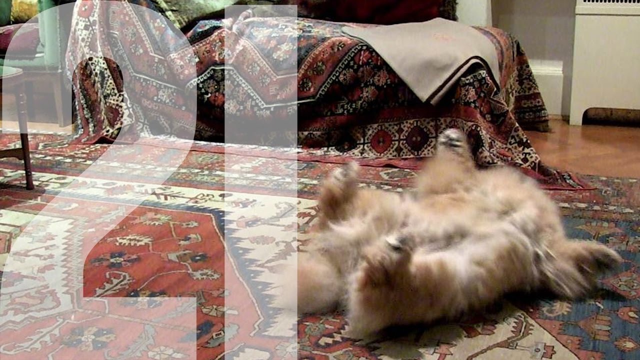 Der Standard Talk: Kunst und Psychoanalyse – Kurzfassung - YouTube