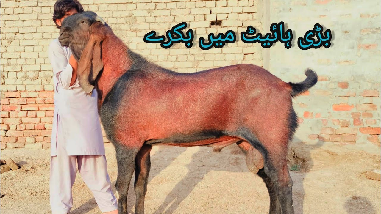 Top Quality Brader Bakray Ore A+ Qulti bakraya 03176048955 Arslan goats ...