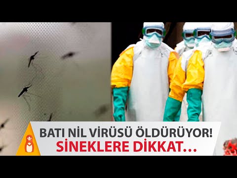 BATI NİL VİRÜSÜ NEDİR? | EVDE 5 DAKİKADA SİNEK KOVUCU TARİFİ