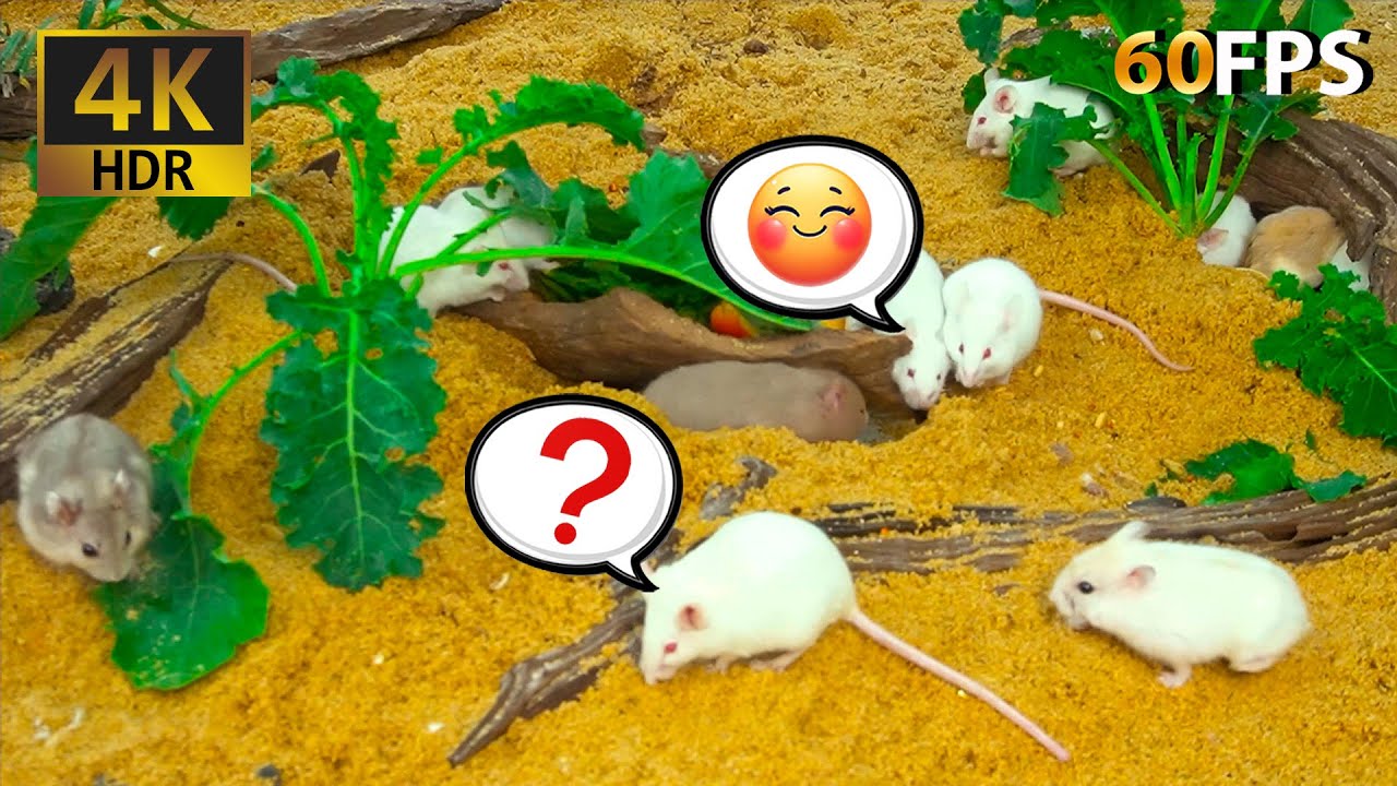 LOL Mouse TV 😹: The Most Random Fight Ever | 4K HDR Mouse Madness - YouTube