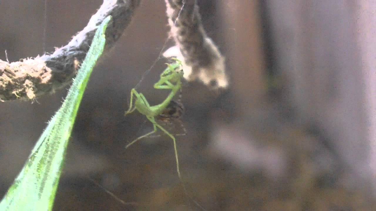Mantis Caught on Spider's Web (Zoom + Macro Mode) - YouTube