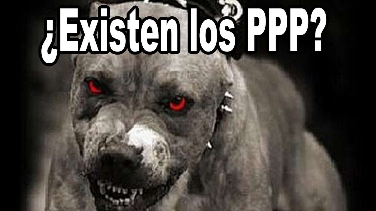 ¿Existen los Perros de razas peligrosas o PPP? - YouTube