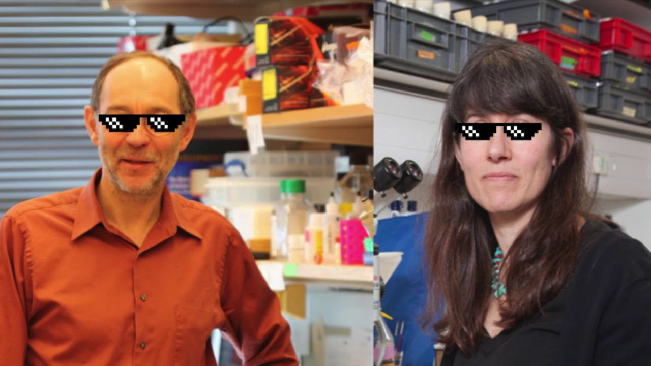 Gene Expression with the Gal4-UAS System! (#breakthroughjuniorchallenge ...