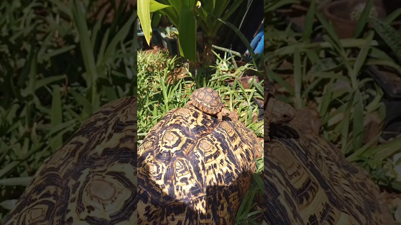Baby Tortoise 🐢 playing with Mother Tortoise 🐢😍😍 #tortoise # ...