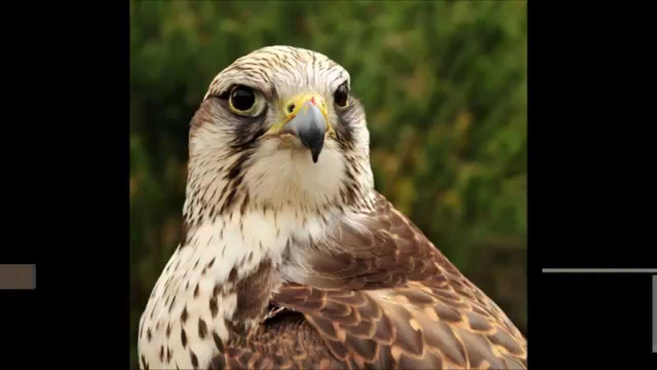 Ptáci Ptáci České republiky, dravci a sovy - YouTube