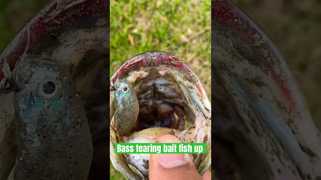 Caught bass eating bait fish 🐟 🤙🏽🔥#bassfishing #shorts #angler - YouTube