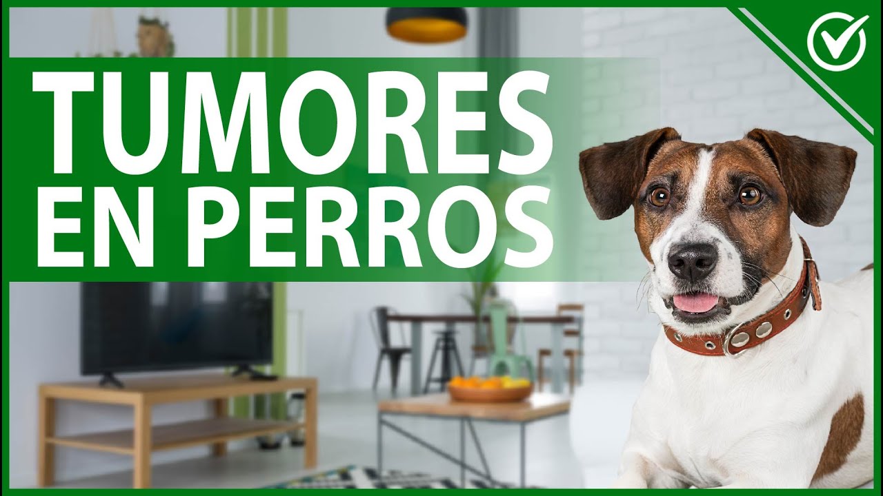 🐶 Tumores en Perros - Síntomas, Tipos y Cuál es el Tratamiento Adecuado ...