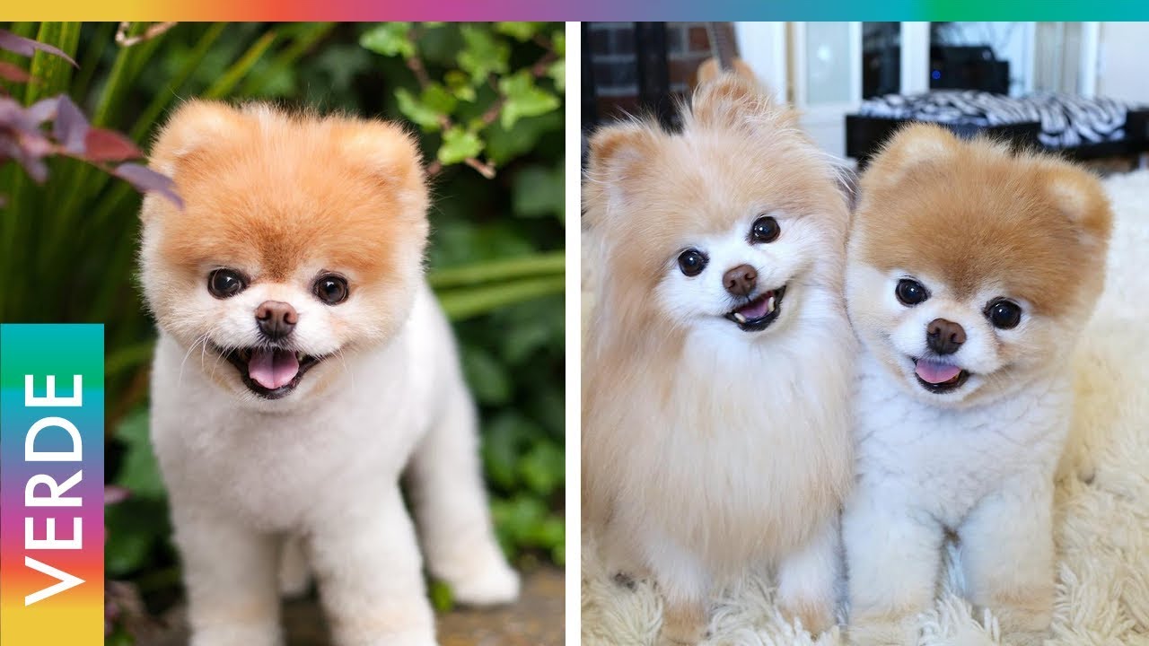 Boo, el perrito más lindo del mundo dejó este mundo - YouTube