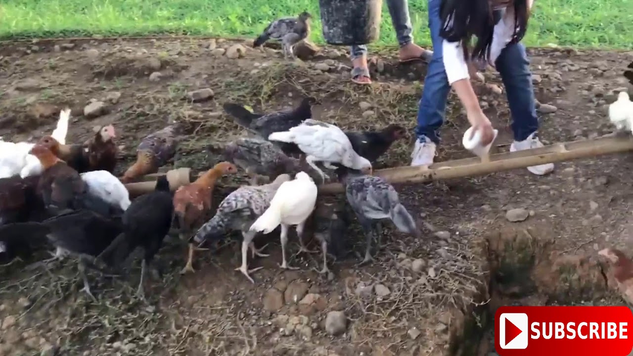 2 months old chicks - YouTube