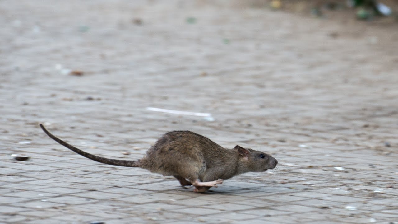 New York: Ratten-Problem im „Big Apple“ soll mit Mülltonnenpflicht ...