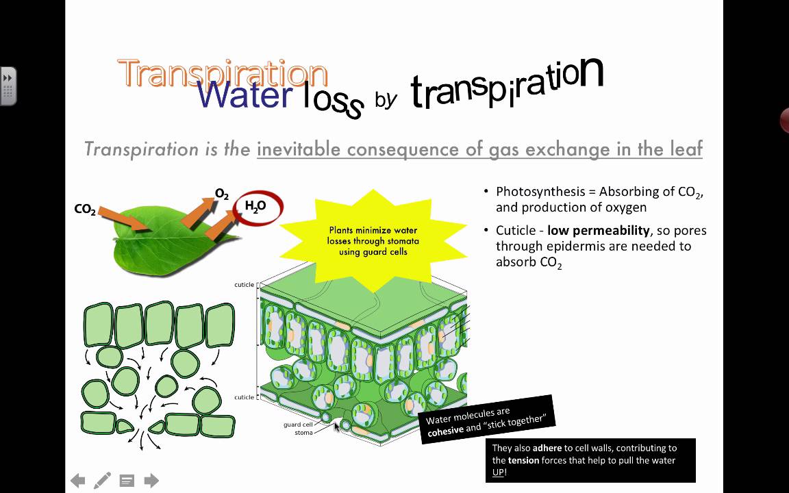 Intro to transpiration (2016) - YouTube