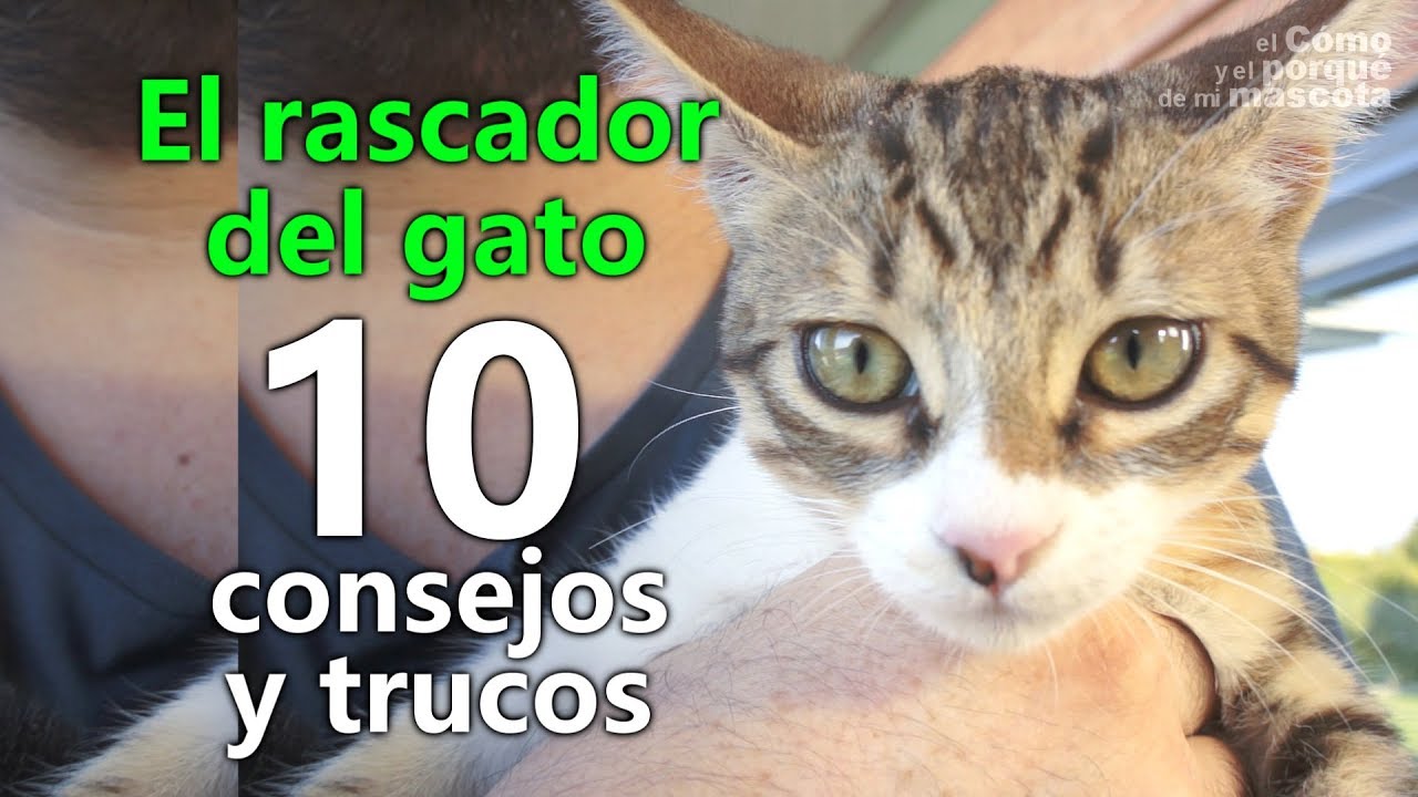 GATO: El rascador del gato, 10 consejos y trucos - YouTube