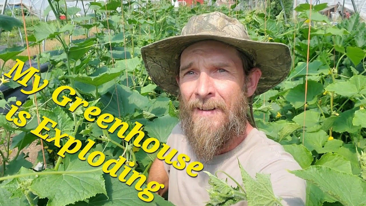 My Greenhouse is Exploding [Here's the Reasons Why] - YouTube