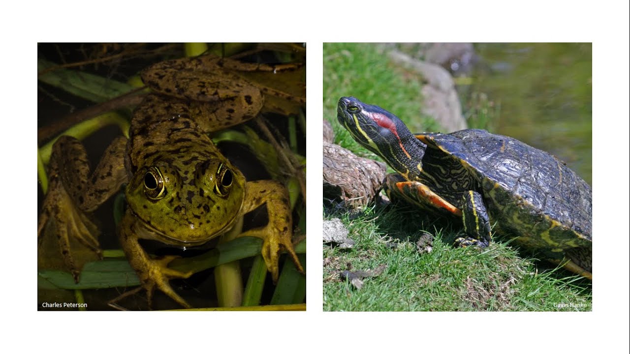 Invasive American bullfrogs and Red eared sliders - YouTube