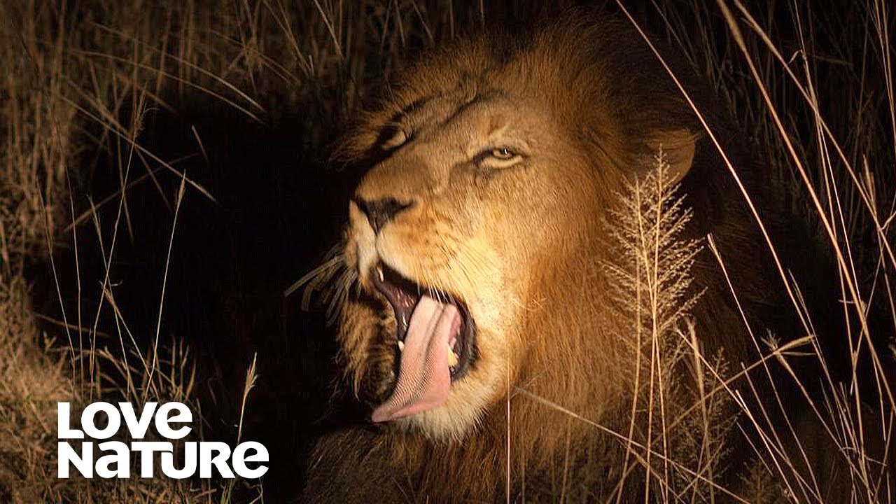 Nomad Lions Hunt By Night | Love Nature - YouTube