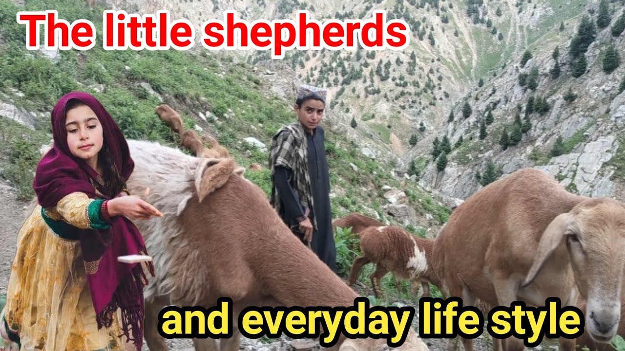 The little shepherds and life in the mountains 🐑💁 - YouTube
