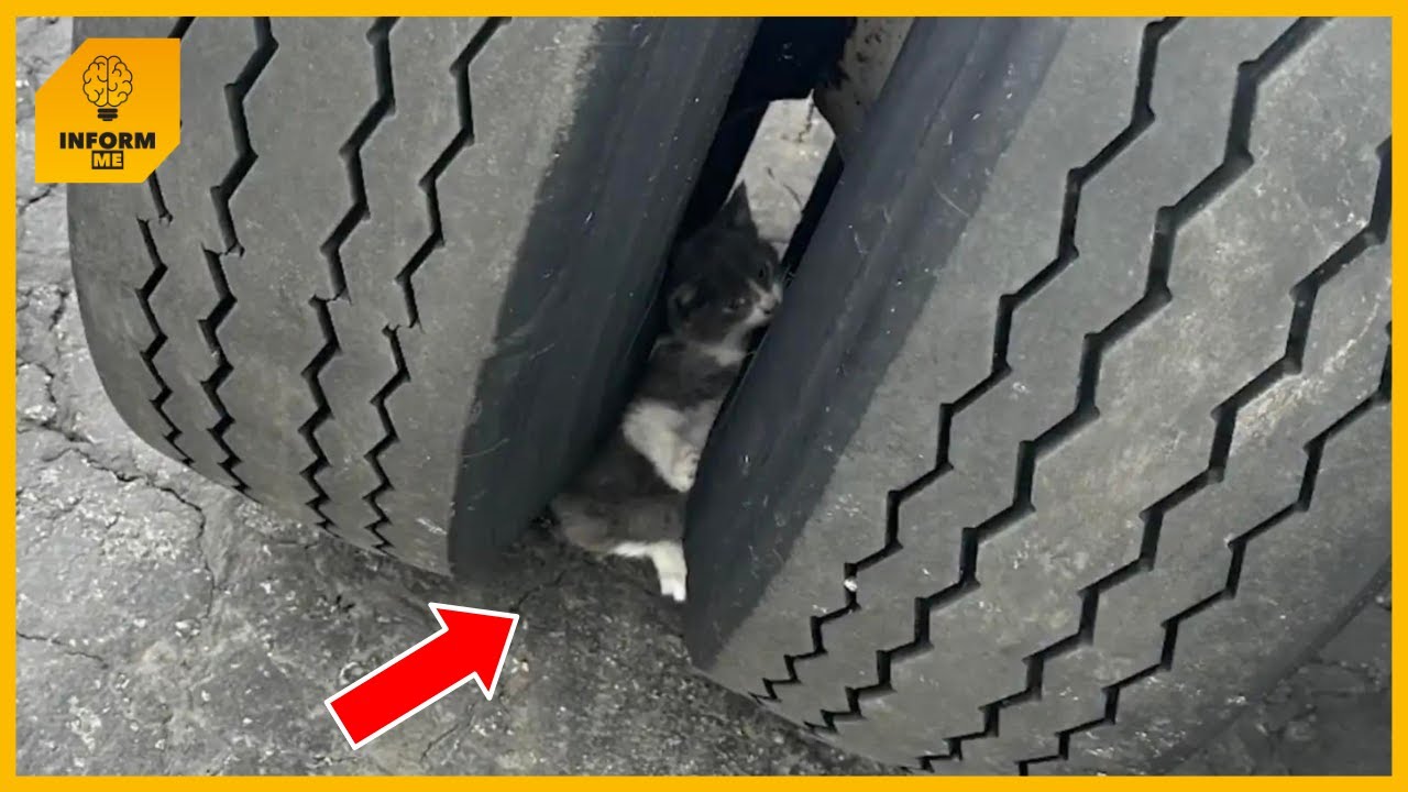 Semi Truck Driver Does A Double Take When He Sees Someone Trapped In ...