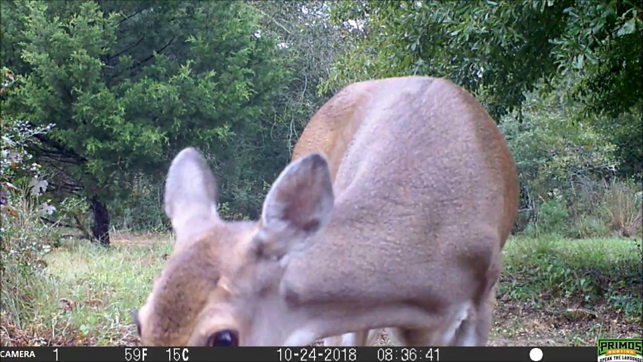 Deer on game camera, Primos hunting, Mugshot - YouTube