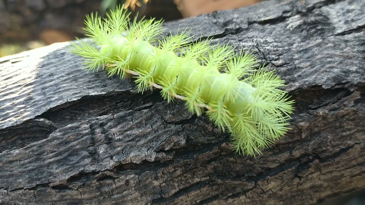gusano verde con pelusa q. parecen ramas - YouTube