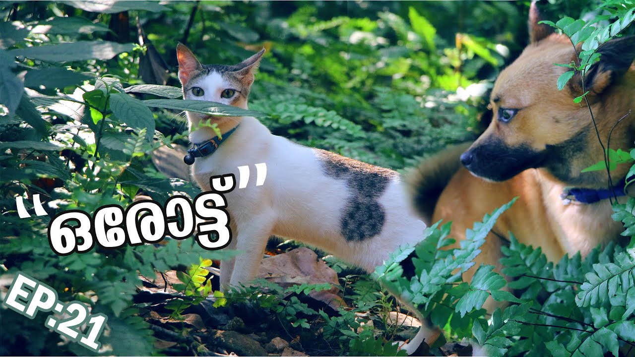 Election 2020 ! Puppykuttan Webseries Malayalam Comedy EP 21 | Puppy's ...