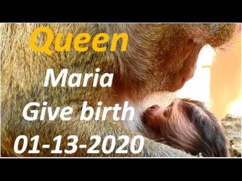 Welcome | Queen Maria give birth newborn baby girl Today | her name Mia ...