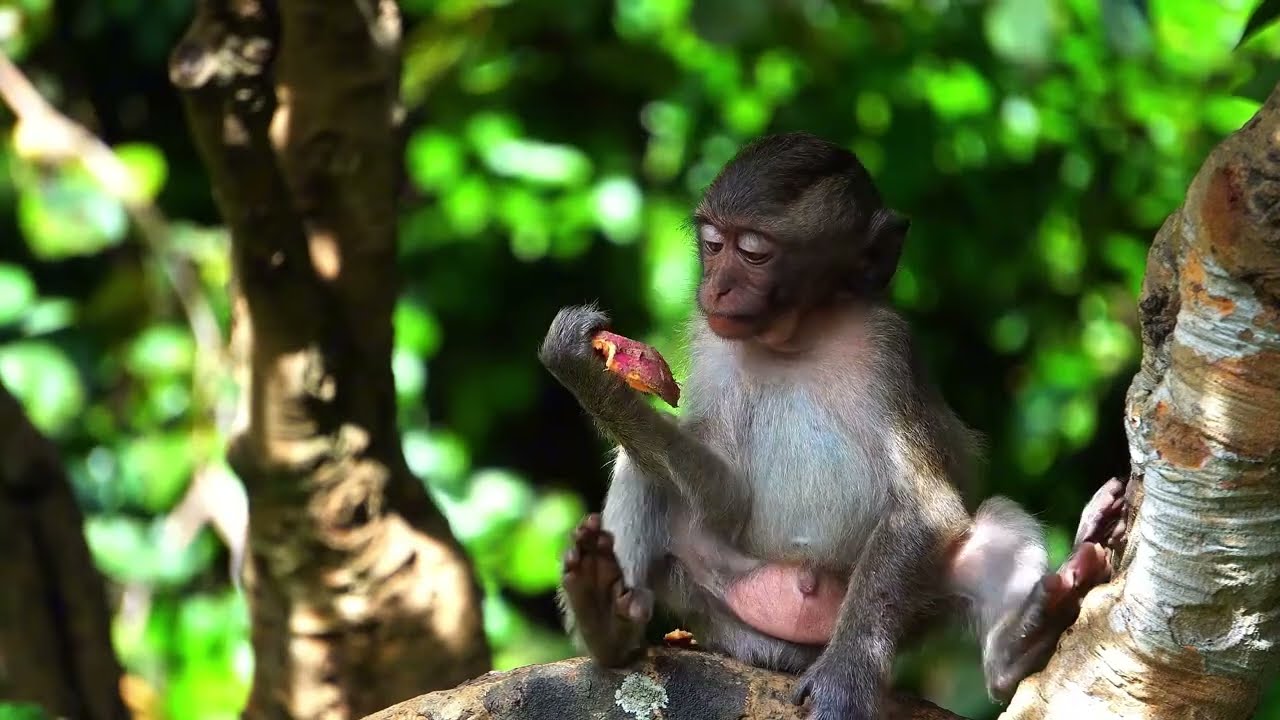 Daily messy little monkey but adorable and challenge - YouTube