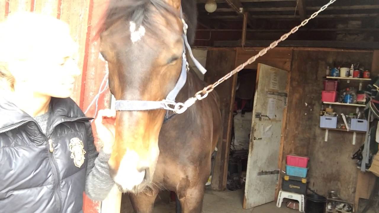 Ditte Young, Telepathy with horse, Elleslettegård Vedbæk. Horse puts ...