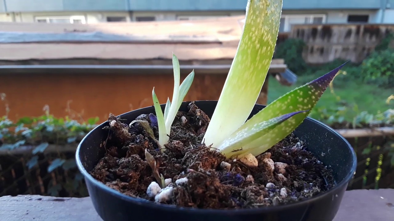 Cactus almost fail - YouTube