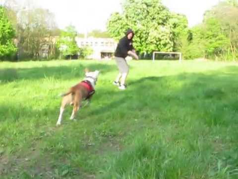 obrona Amstaff Tyson 4 zajęcia
