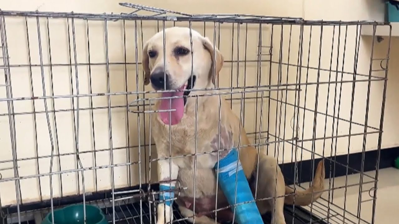 The Dog Escaped From Its Owner, And Its Sensible Appearance After Being ...