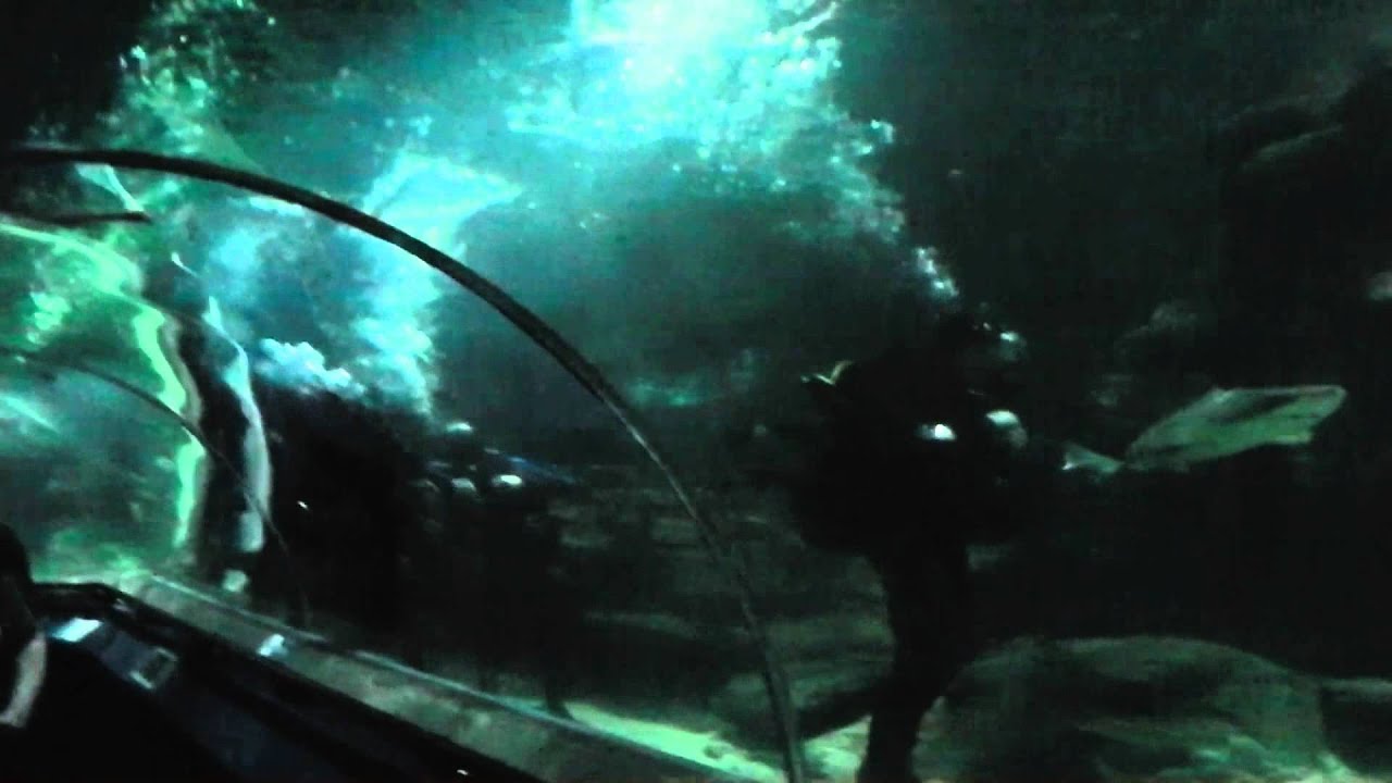 Deep Sea World Shark Dive 9/6/12 - YouTube