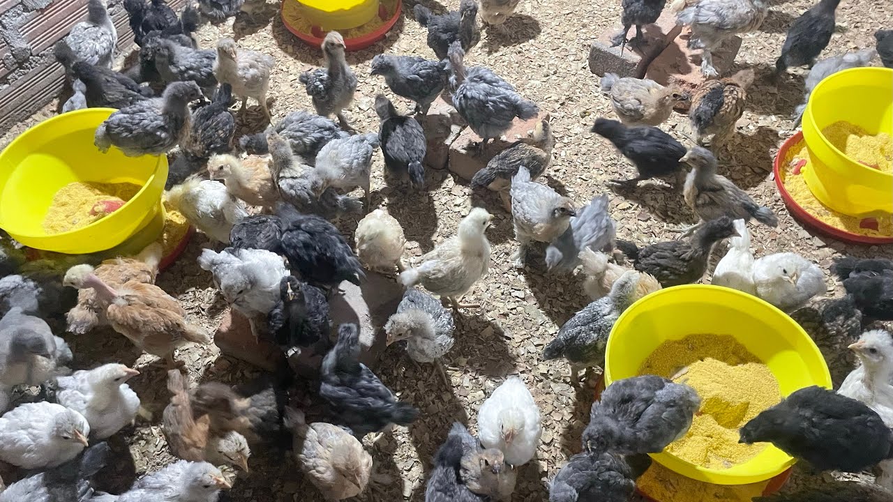 Cuando se debe empezar a dar crecimiento a los pollitos bebés - YouTube