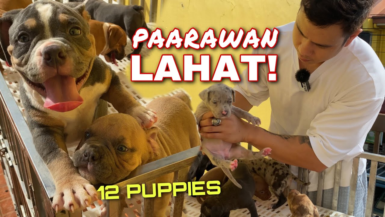NAGKAGULO NA! FIRST TIME 12 PUPPIES NA MAGSAMA-SAMA • Vitamin D Sa ...