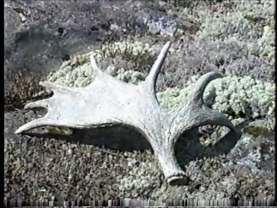 Elg gevir i skogen-1994 - YouTube