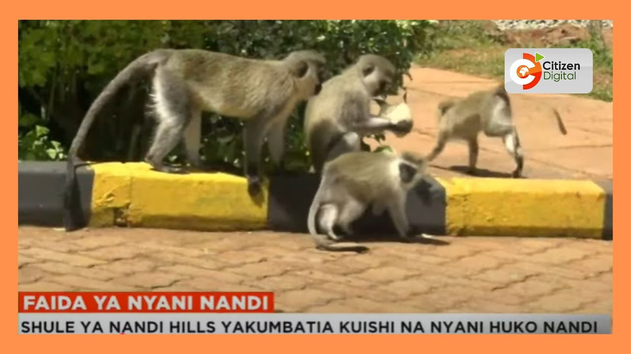 Shule ya nandi hills yakumbatia kuishi na nyani huko nandi - YouTube
