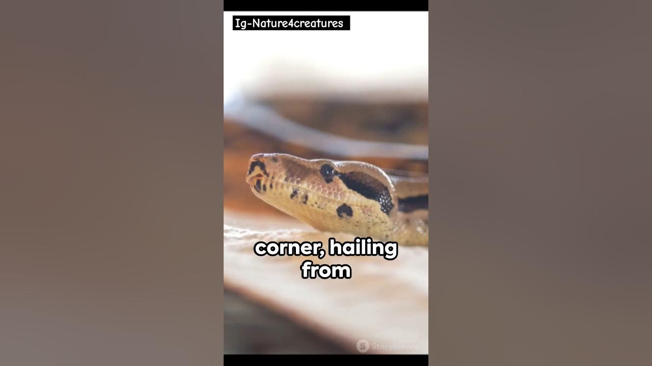 Anaconda vs Python ll Snake ll #animal #wildlife #nature #snake ll Save ...