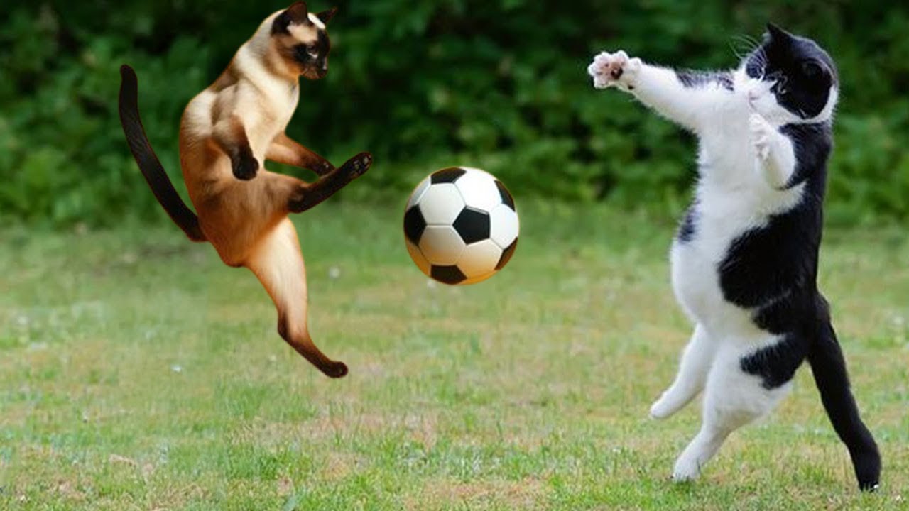 Can't Stop Laughing at Funny Cats 😫 Funniest Cat and Dog Moments ...