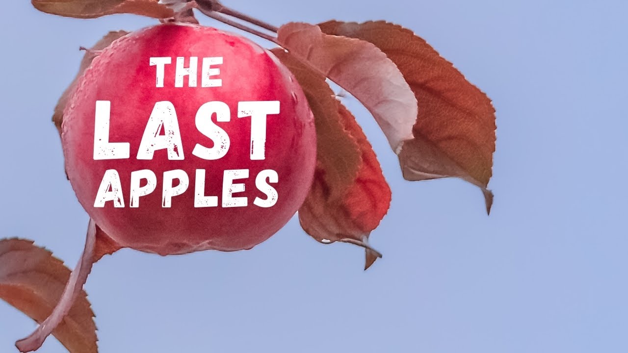 The Last Apples (example of a haiku poem) | poem about apples | Haiku ...