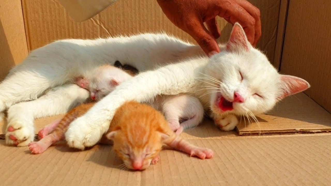Try to save life of abandoned Mother Cat and her newborn kittens - YouTube