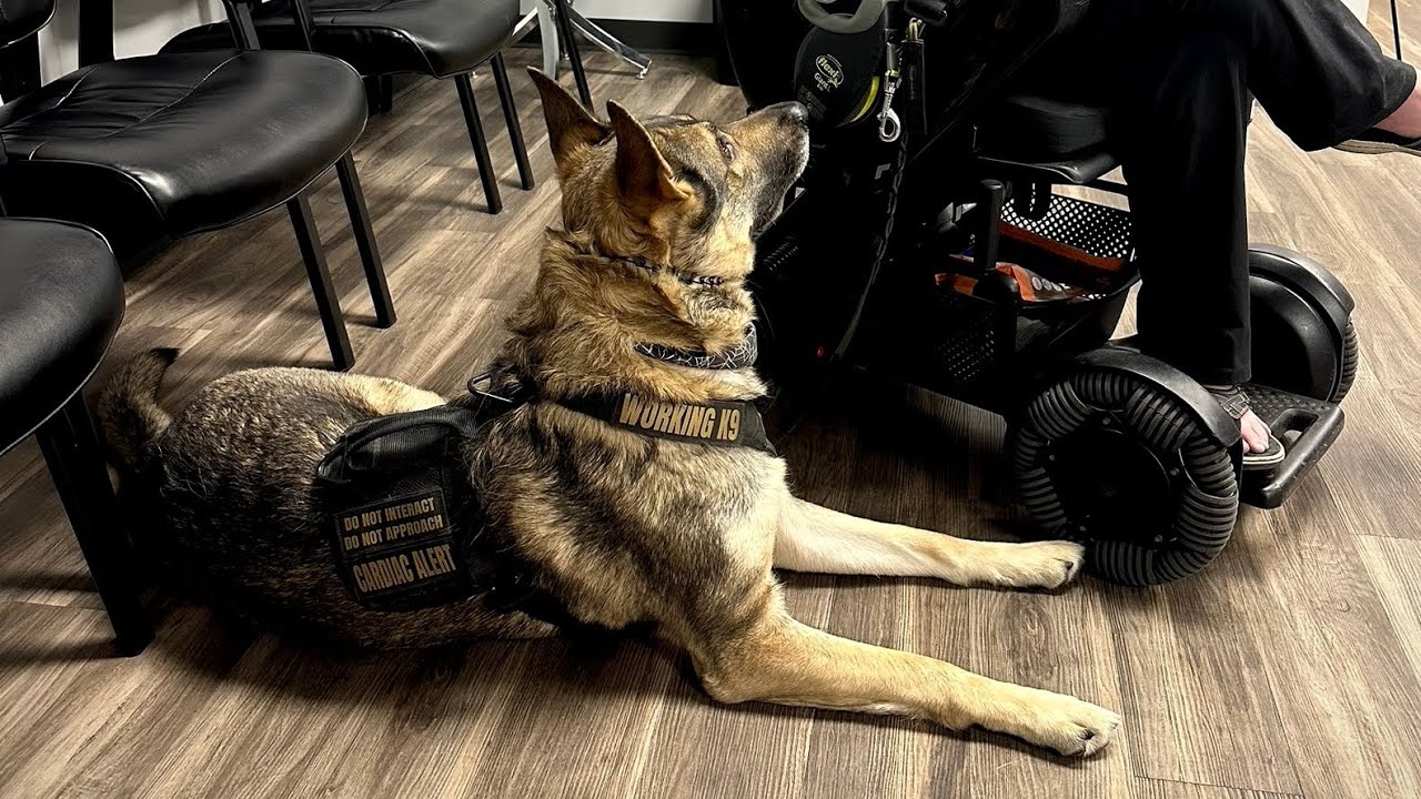 Why I don’t think a Service Dog registry would fix the fake service ...