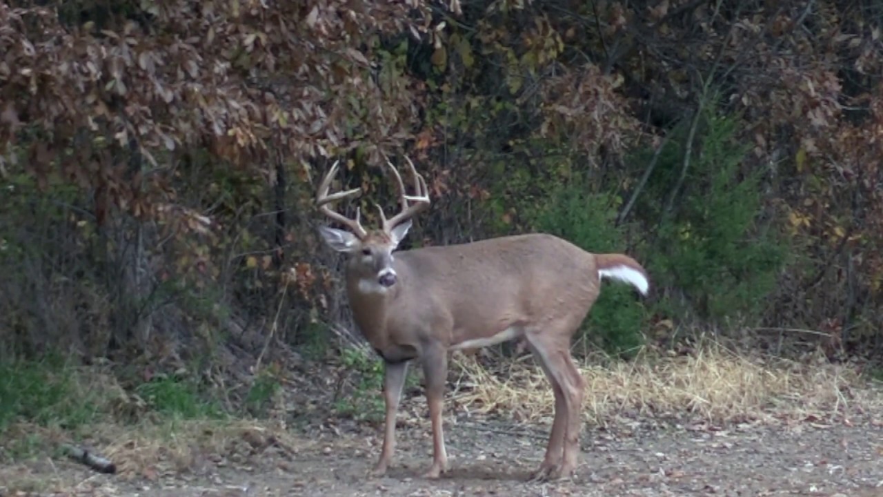 Deer Makes a Scrape - YouTube