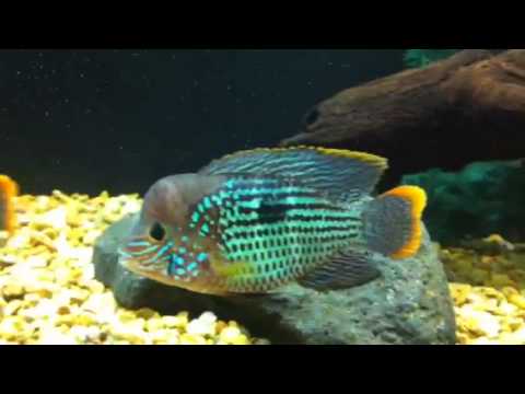 Fast growing green terror - YouTube
